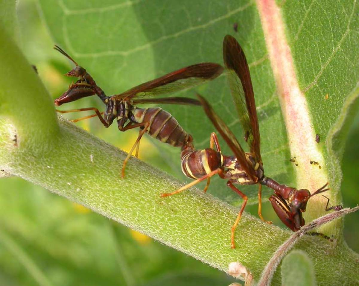 The Intriguing Wasp Mantidfly - HubPages