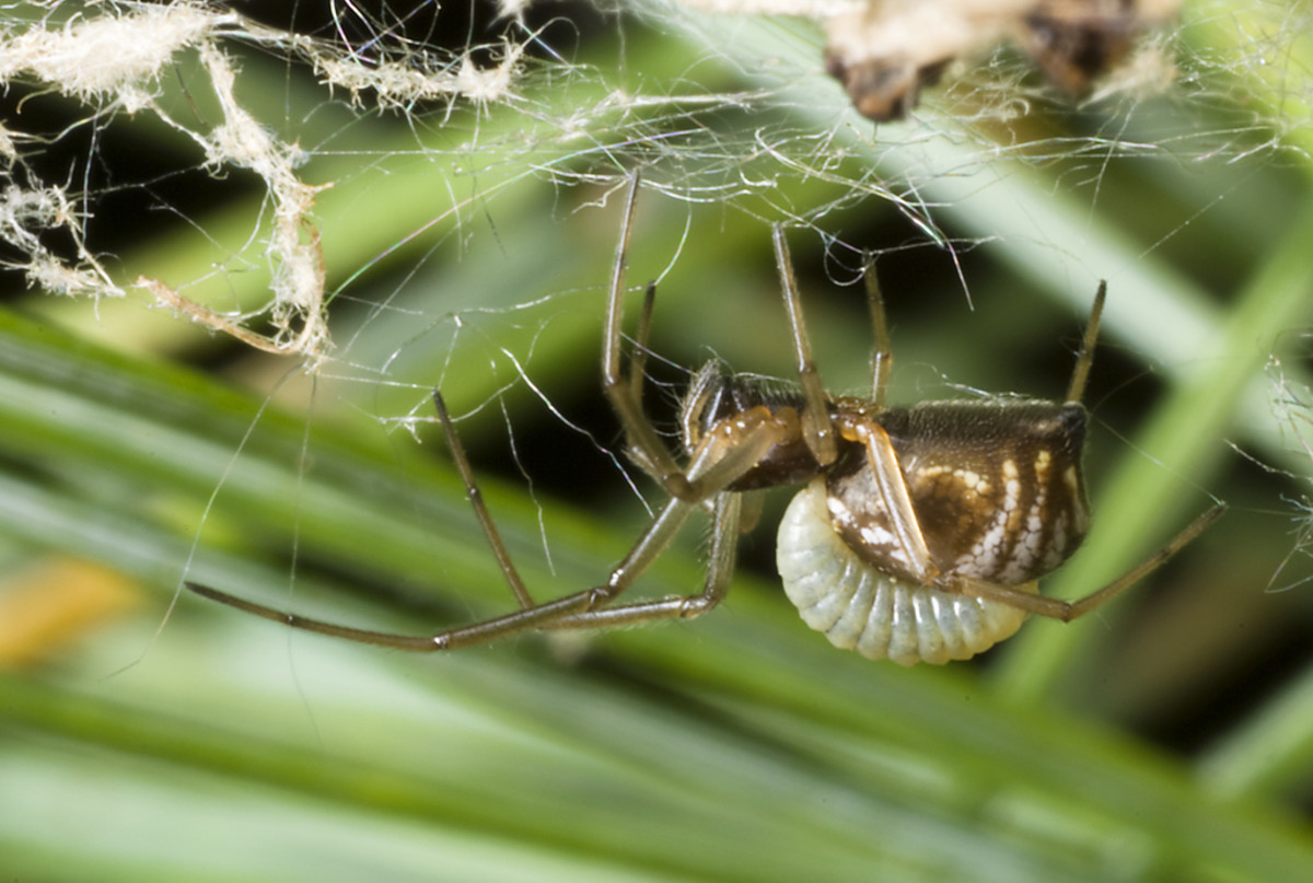 The Intriguing Wasp Mantidfly - HubPages