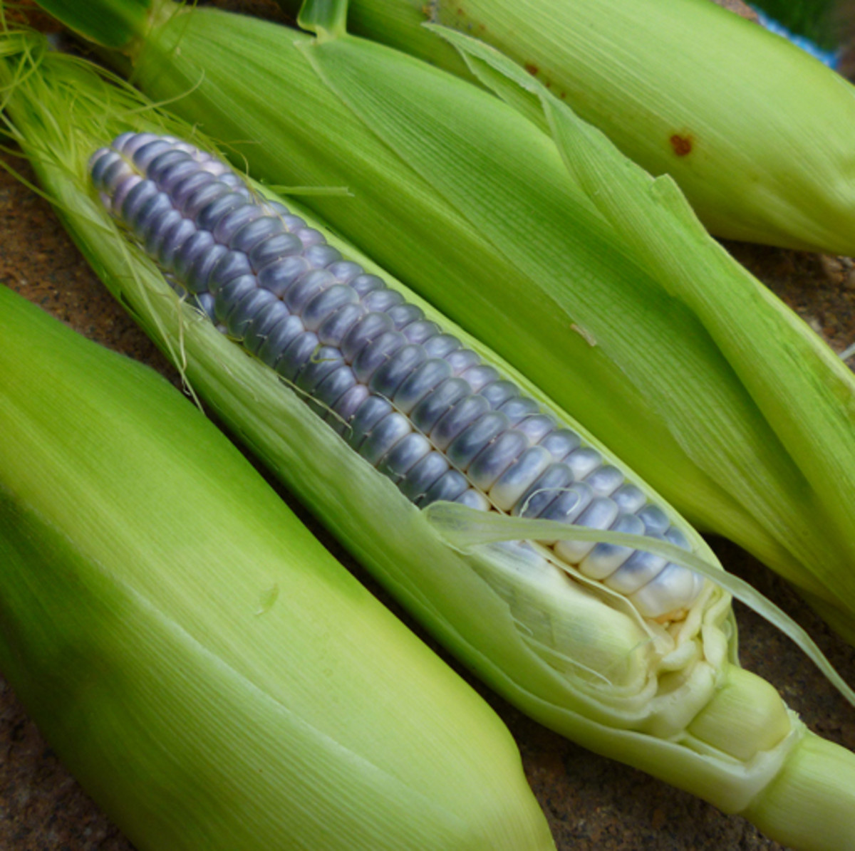 Care for Corn Plants - HubPages