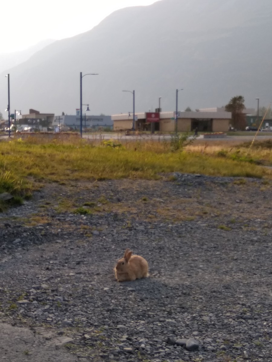 The Mysterious Rabbits of Valdez, Alaska - HubPages