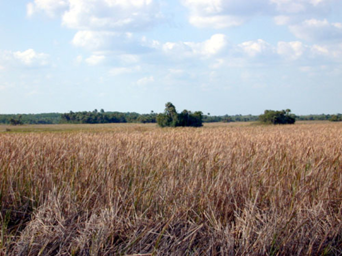 The Tourist Tree - Gumbo Limbo - HubPages