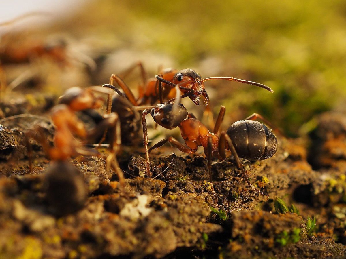 Tips for Catching an Amberjack - HubPages