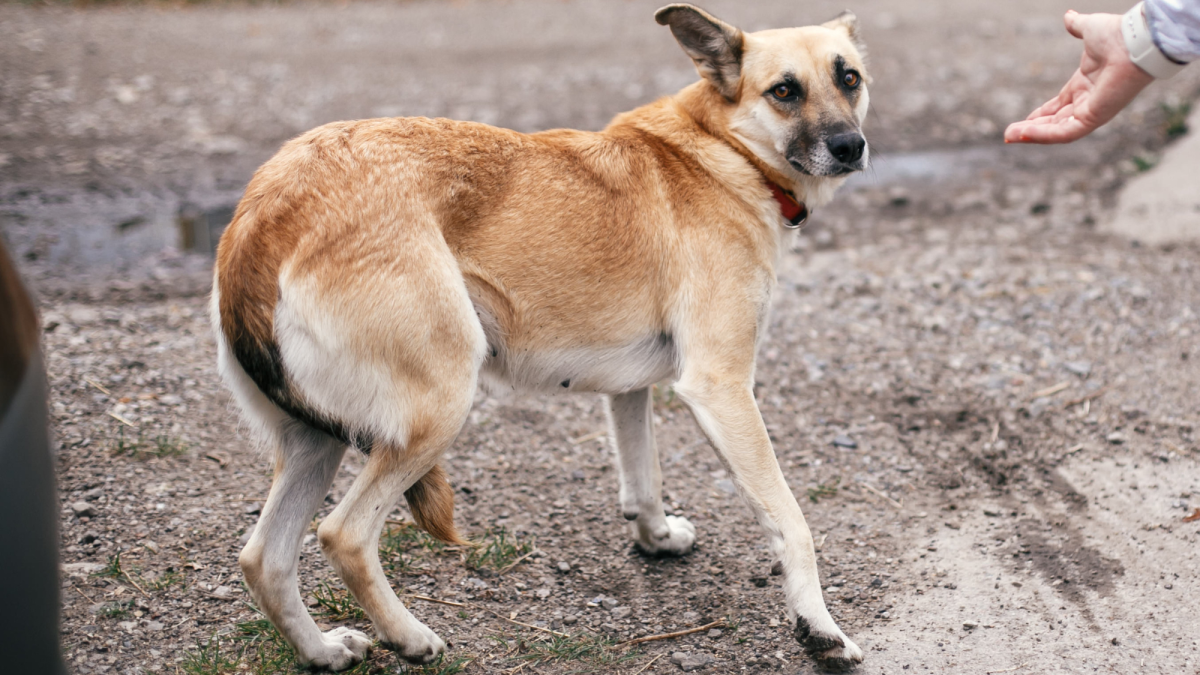 How Do I Stop My Dog From Being Scared of Strangers? (11 Tips) - HubPages