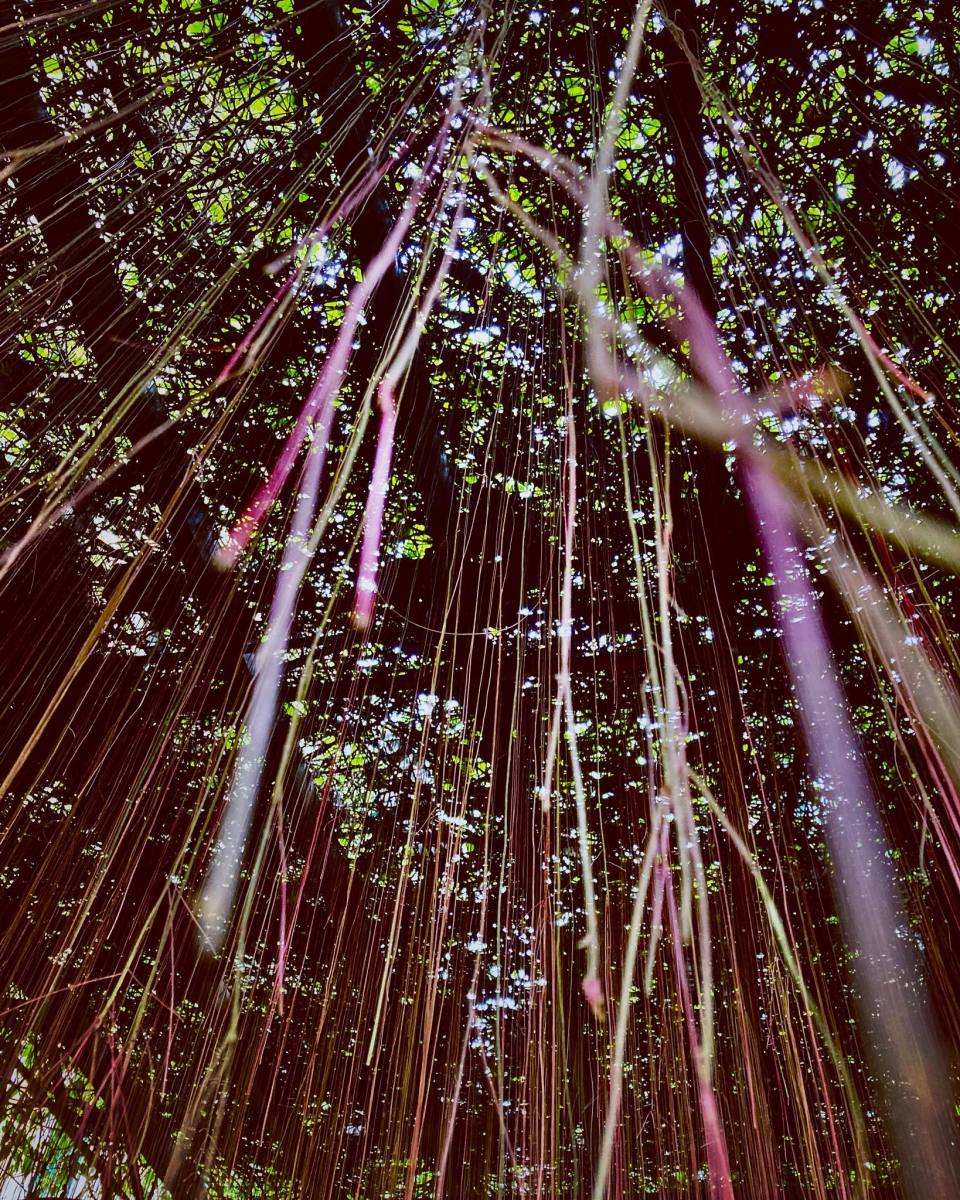 Wallflower Chameleon - LetterPile