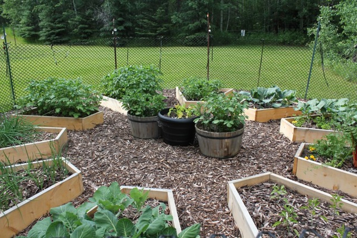 No-Till Gardening: Easier Gardening for Busy People - HubPages