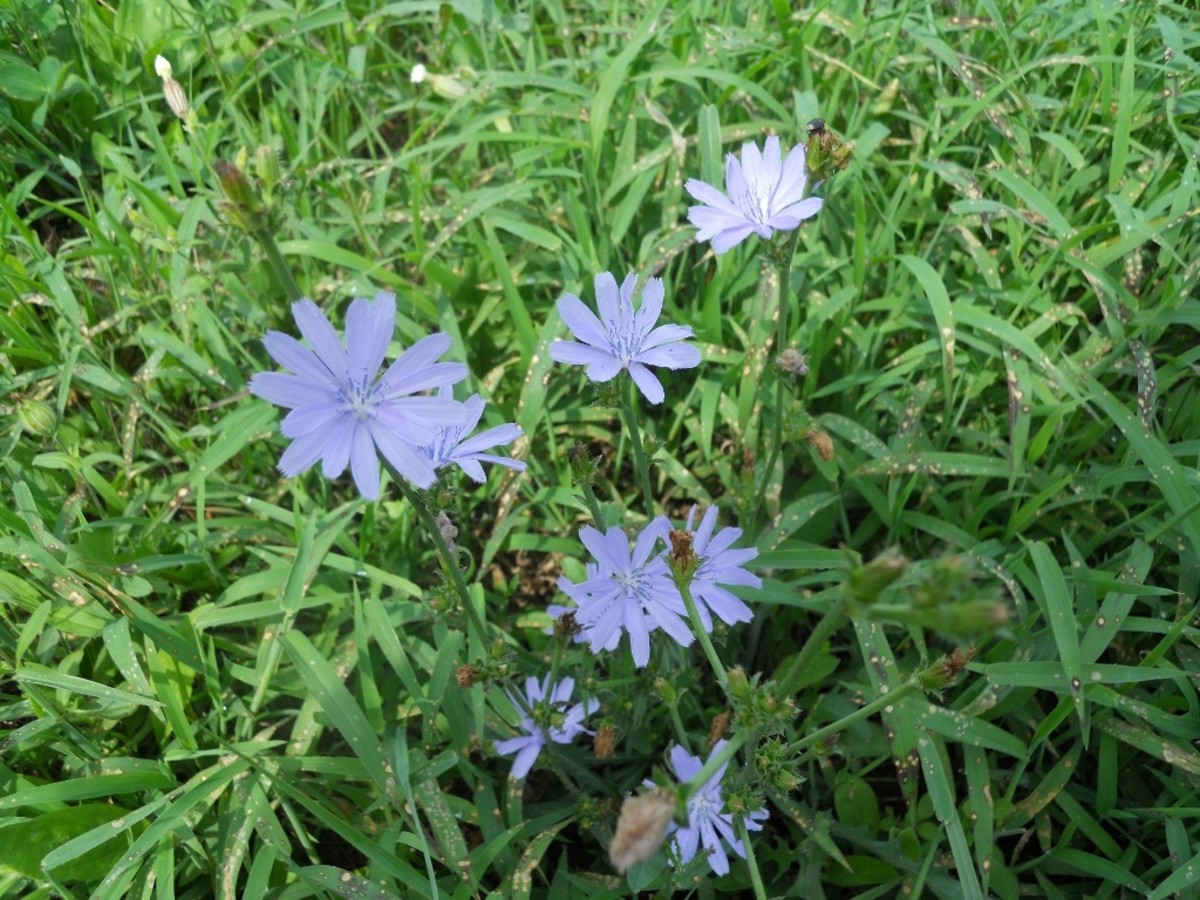 Wildflowers of Southeastern Connecticut - HubPages