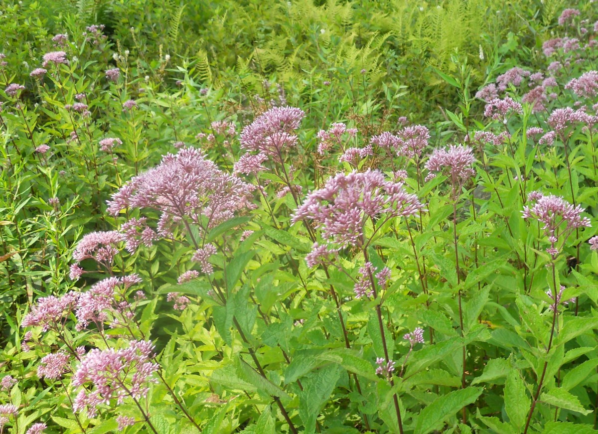 Wildflowers of Southeastern Connecticut - HubPages