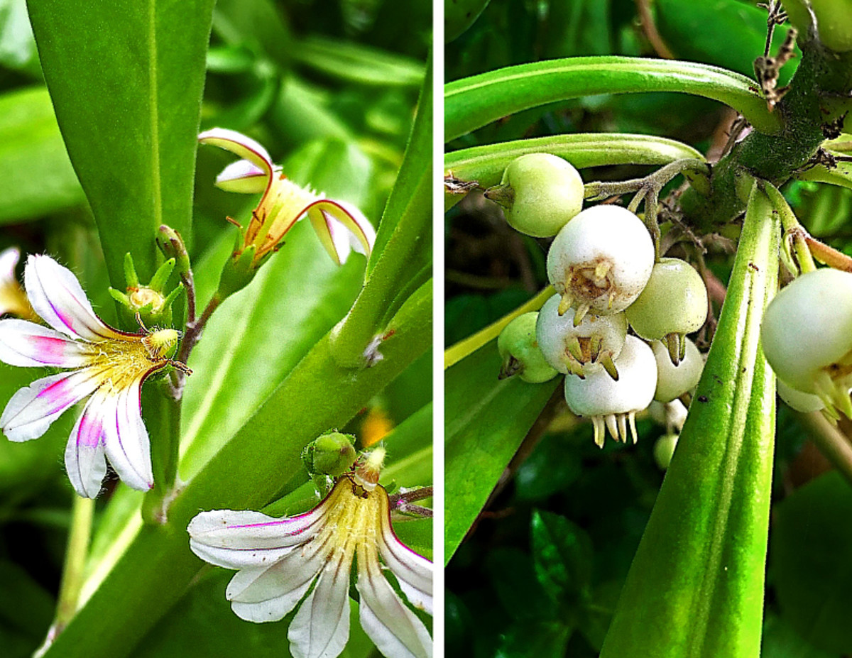 22 Beautiful Wildflowers of Hawaii - WanderWisdom