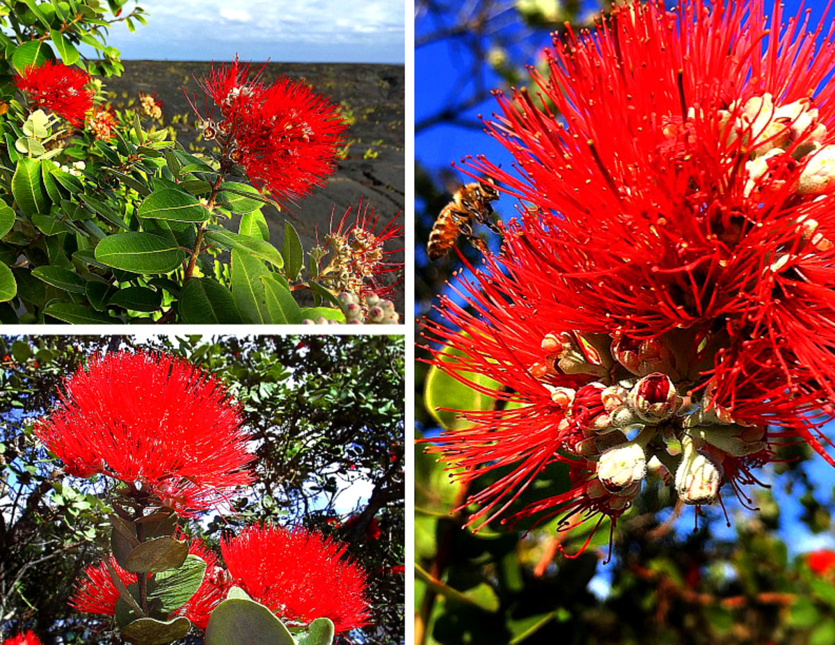 22 Beautiful Wildflowers of Hawaii - WanderWisdom