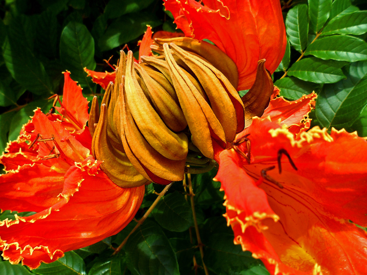 22 Beautiful Wildflowers of Hawaii - WanderWisdom