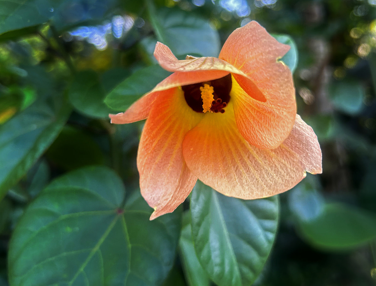22 Beautiful Wildflowers of Hawaii - WanderWisdom