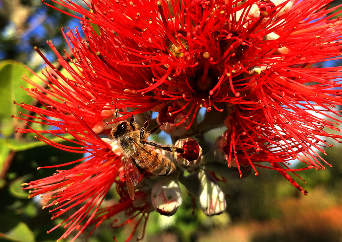 22 Beautiful Wildflowers of Hawaii - WanderWisdom