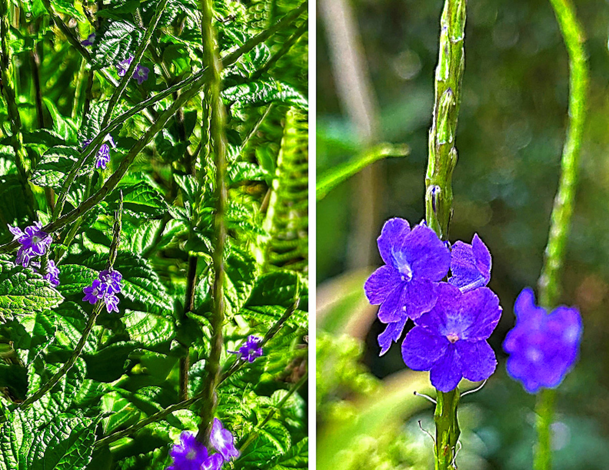 22 Beautiful Wildflowers of Hawaii - WanderWisdom