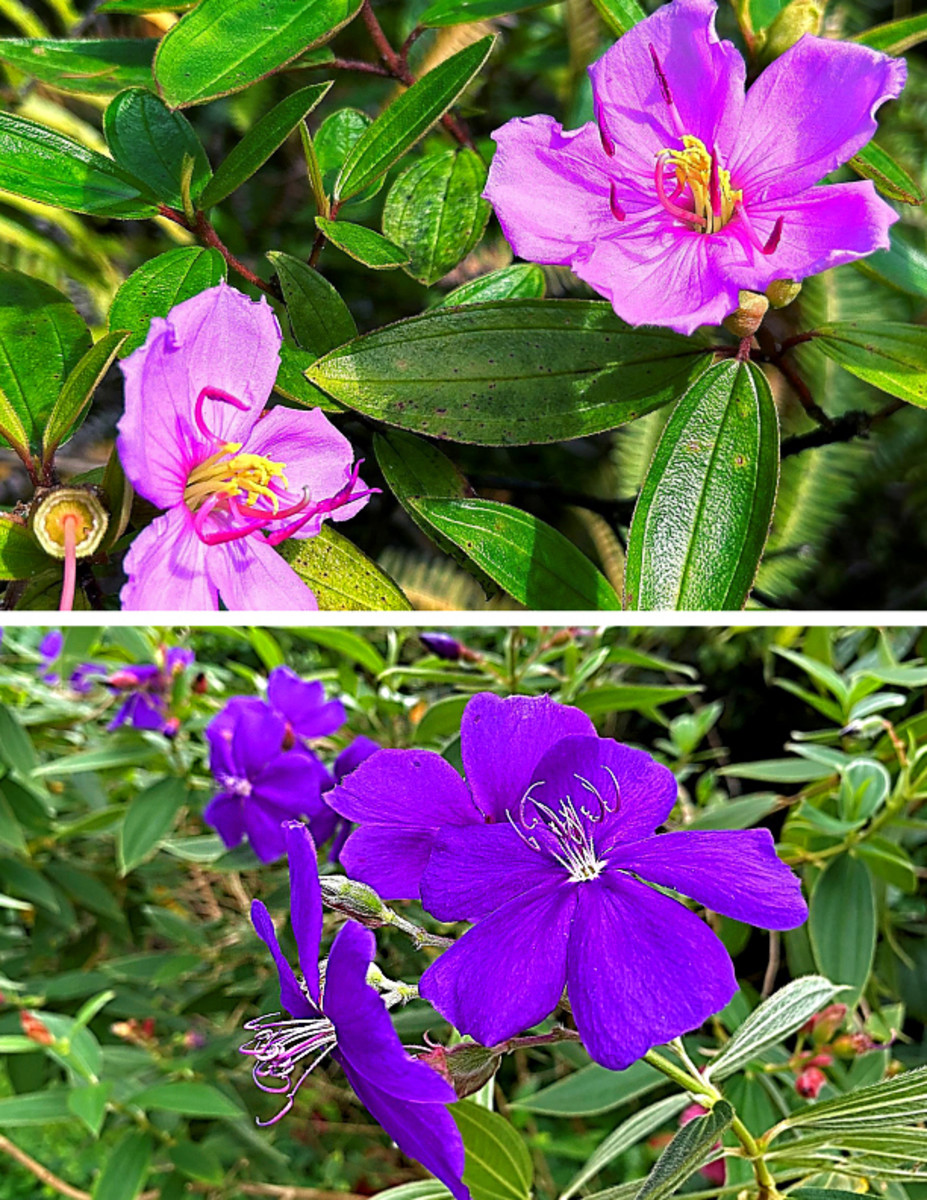 22 Beautiful Wildflowers of Hawaii - WanderWisdom