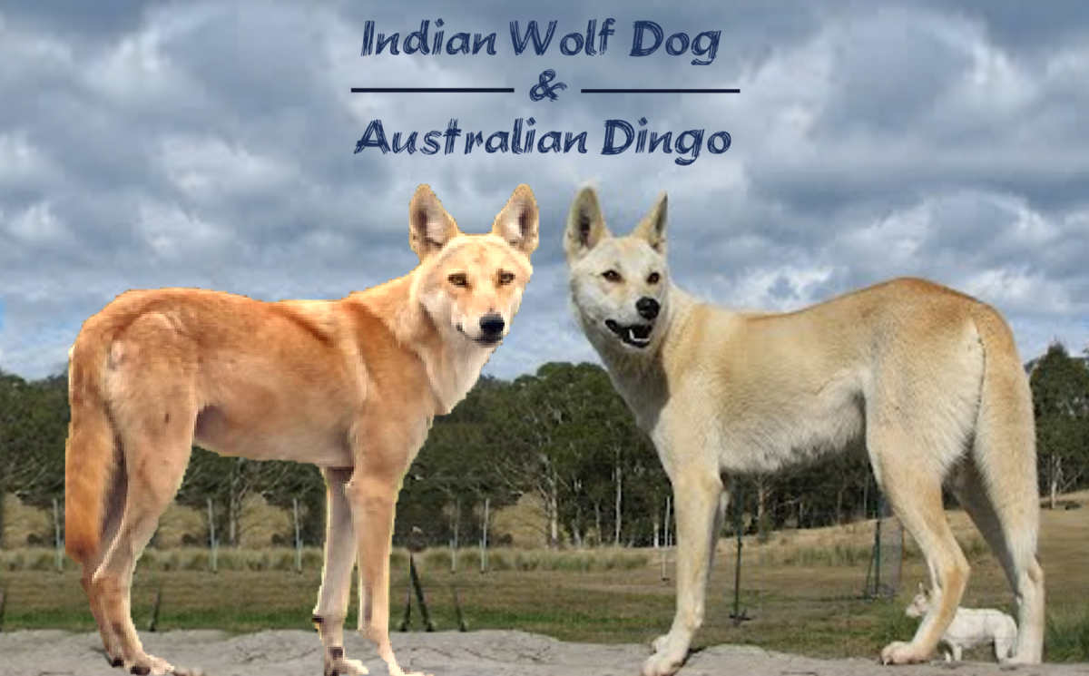 Indian Wolf-Dog And Australian Dingo: What's the Relation? - HubPages