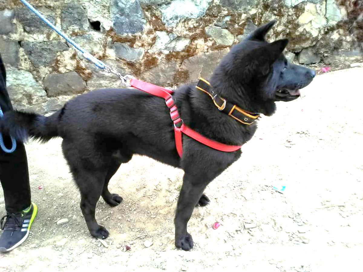 Owning a Haofa Tangkhul Hui Dog – 15 Things To Know About - HubPages