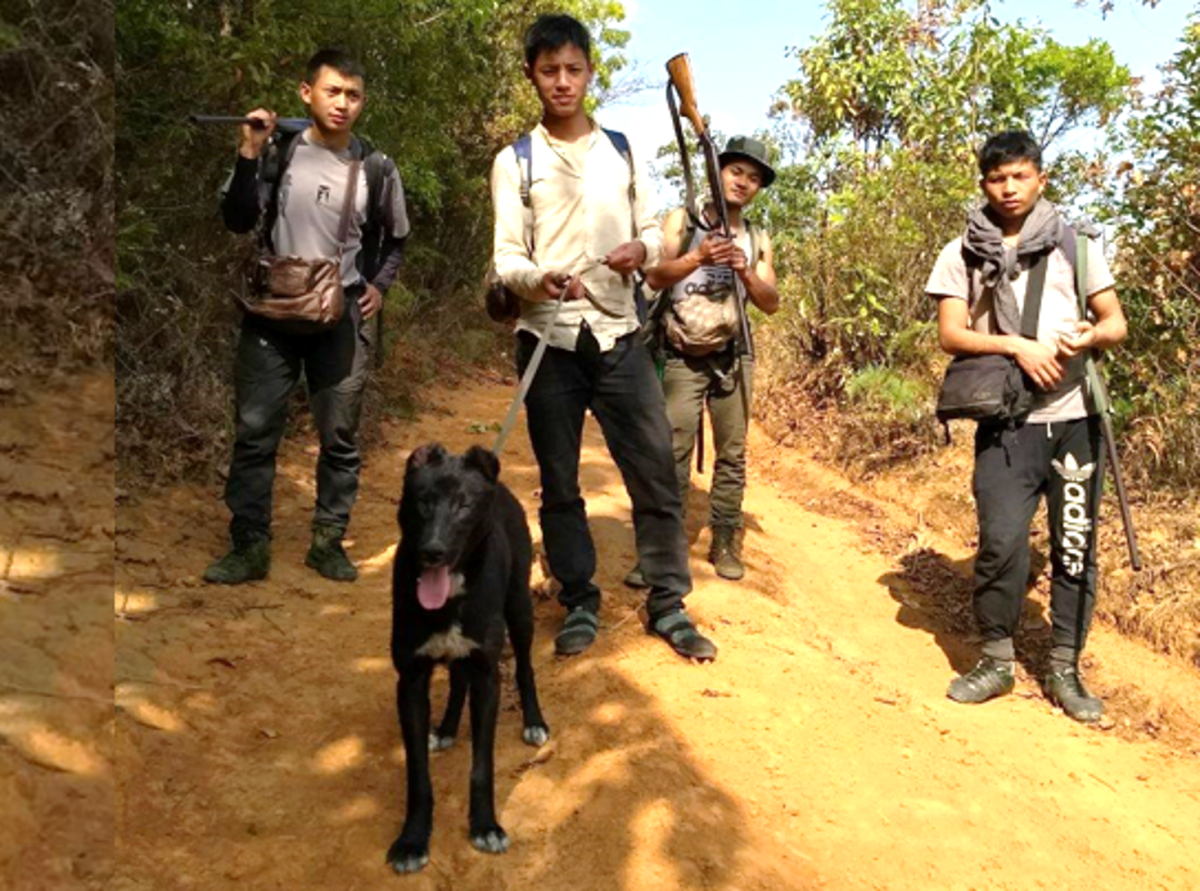 Owning a Haofa Tangkhul Hui Dog – 15 Things To Know About - HubPages