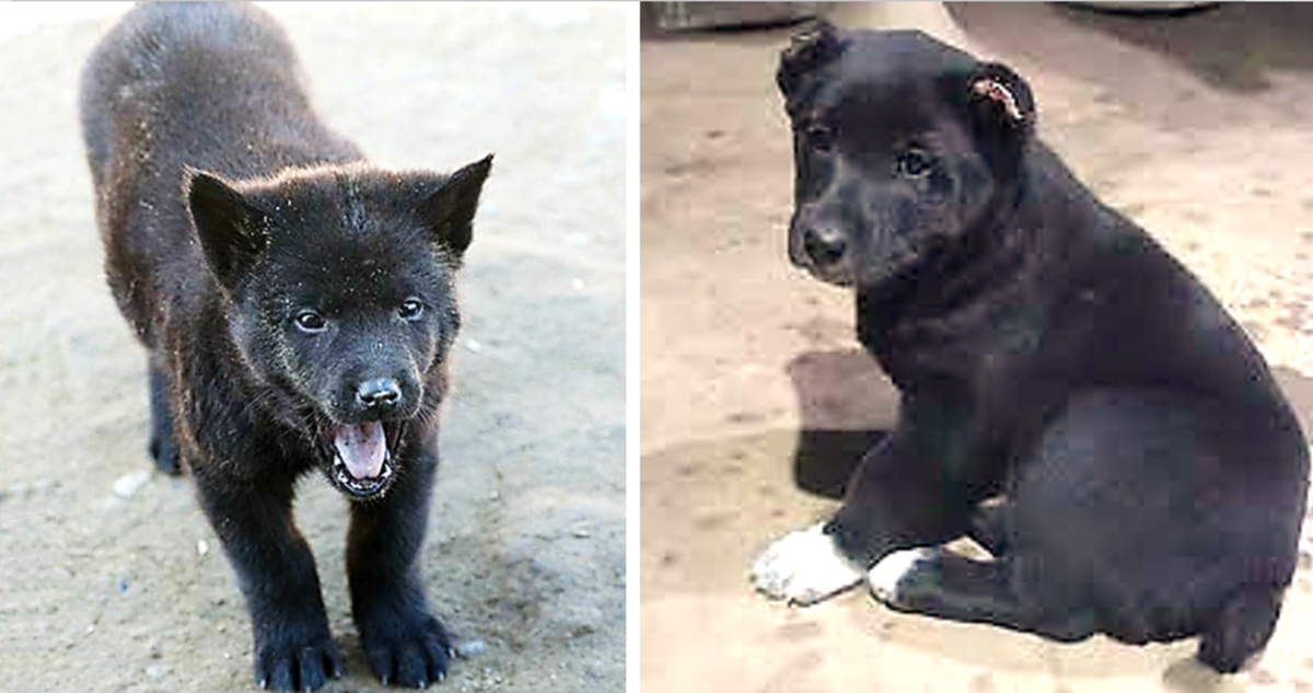 Owning a Haofa Tangkhul Hui Dog – 15 Things To Know About - HubPages