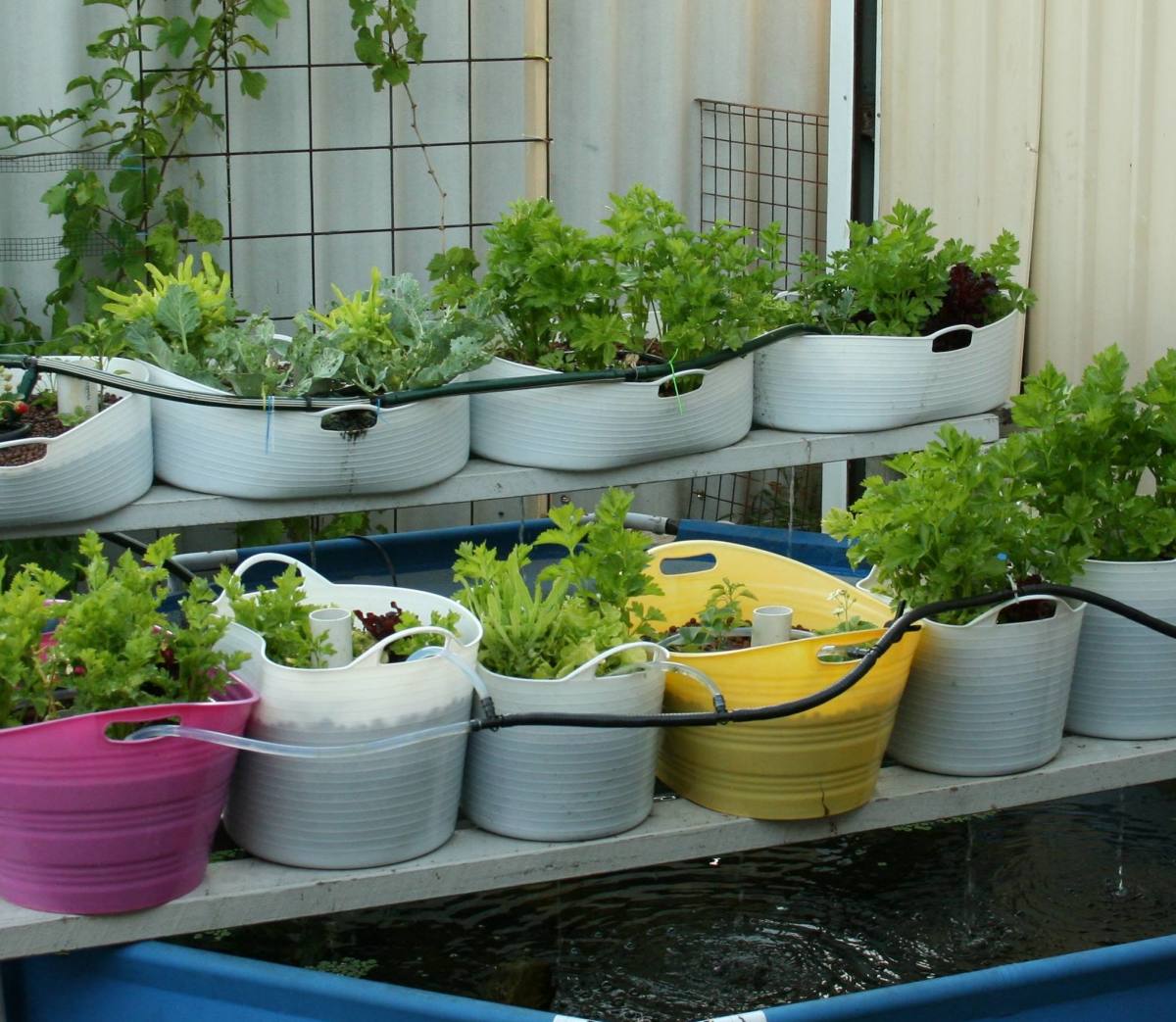 Outdoor Aquaponics System How To Make Soil Wicking Bed & Dutch Bucket