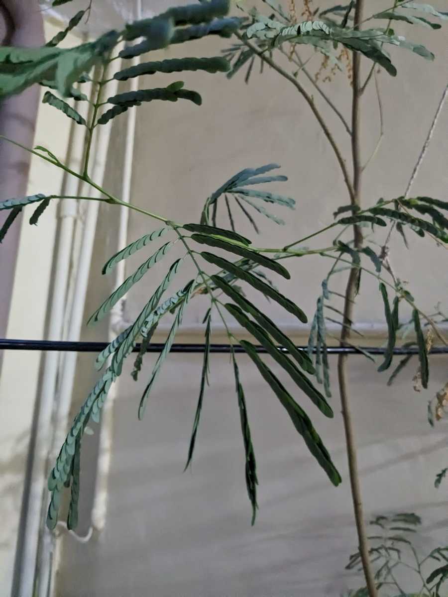 Touch Me Not A Plant To Improve Health And Get Rid Of Parasites And ...