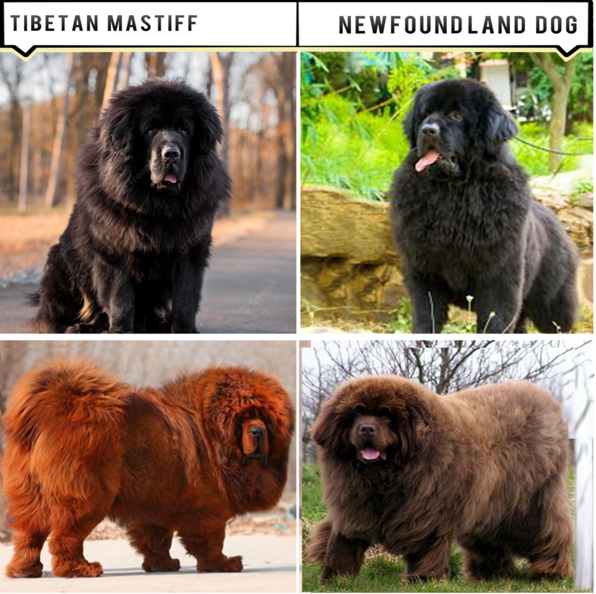 Tibetan Mastiff Vs English Mastiff Size At Brandi Stevens Blog Tibetan Mastiff Vs English Mastiff Size At Brandi Stevens Blog