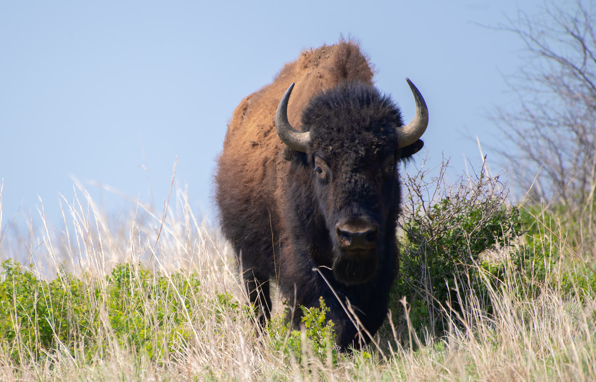 Back From the Brink: History of the Conservation of the American Bison ...