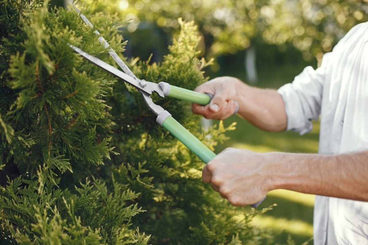 Tree Trimming: How to Prepare Your Trees for Fall and Winter - HubPages
