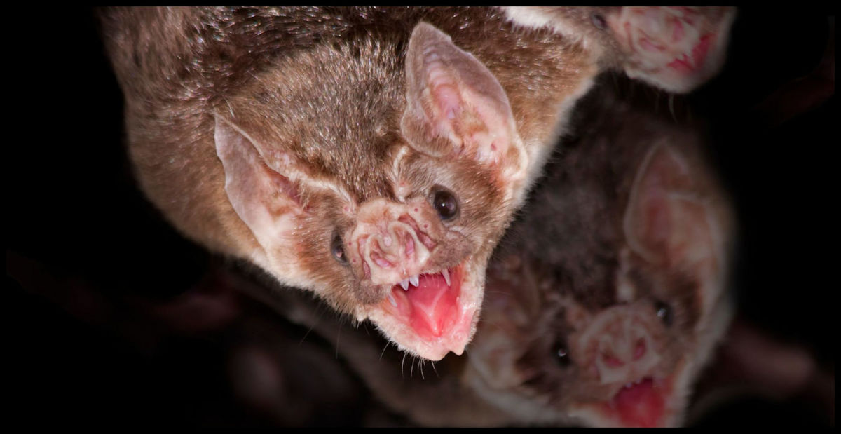 The Mexican Free-Tailed Bats of Austin, Texas - HubPages