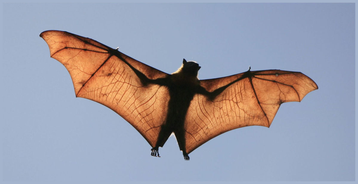 The Mexican Free-Tailed Bats of Austin, Texas - HubPages