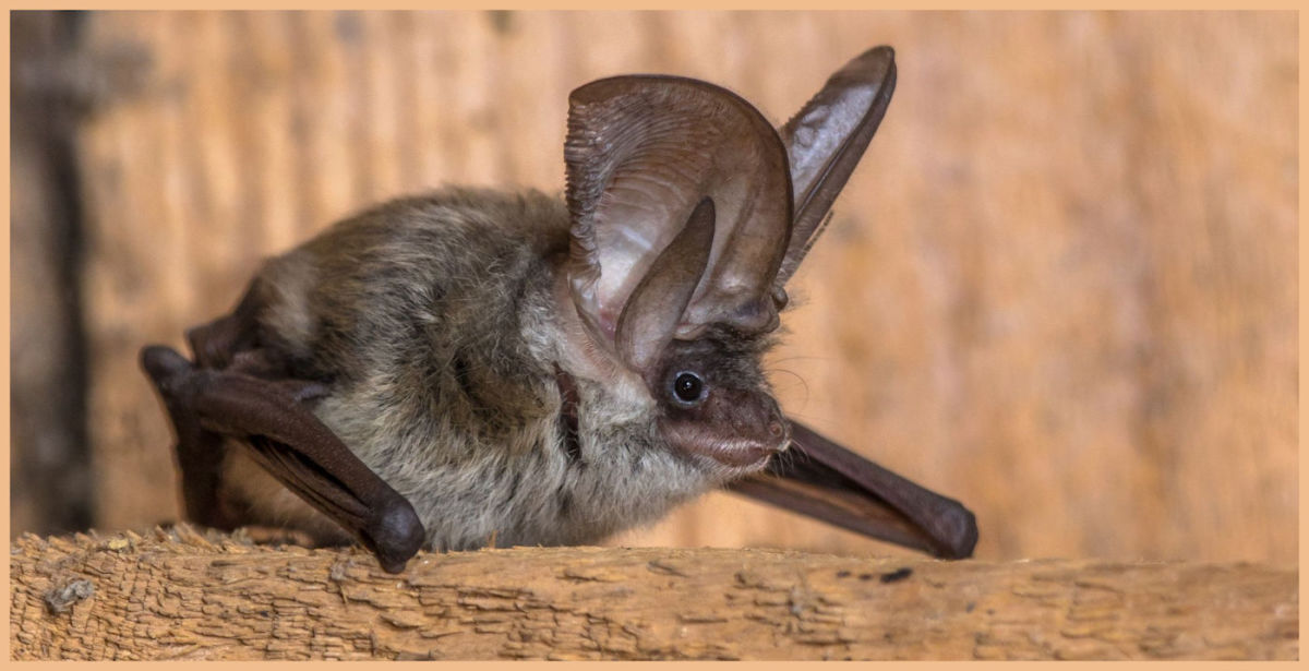 The Mexican Free-Tailed Bats of Austin, Texas - HubPages