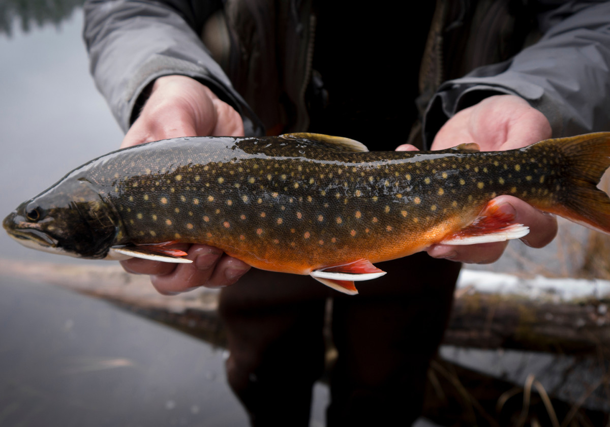 Trout Species in Colorado - HubPages