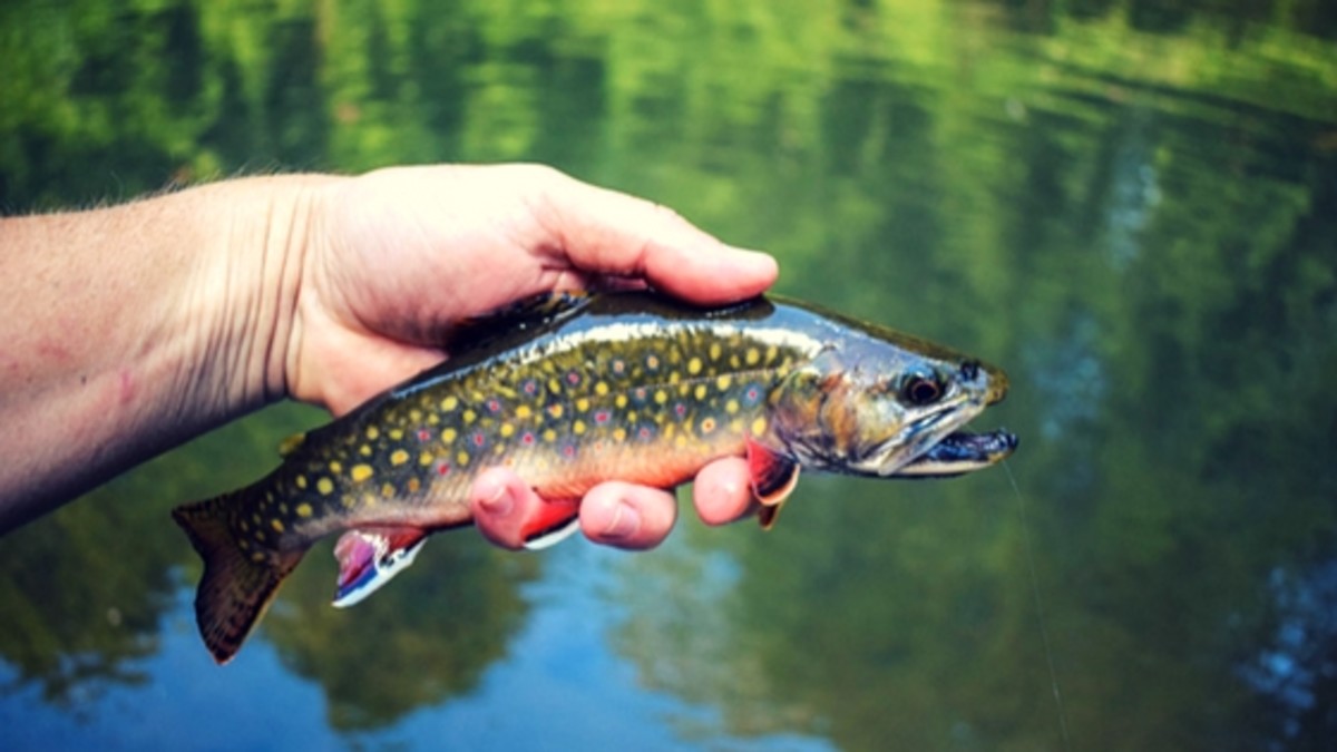 Trout Species in Colorado - HubPages