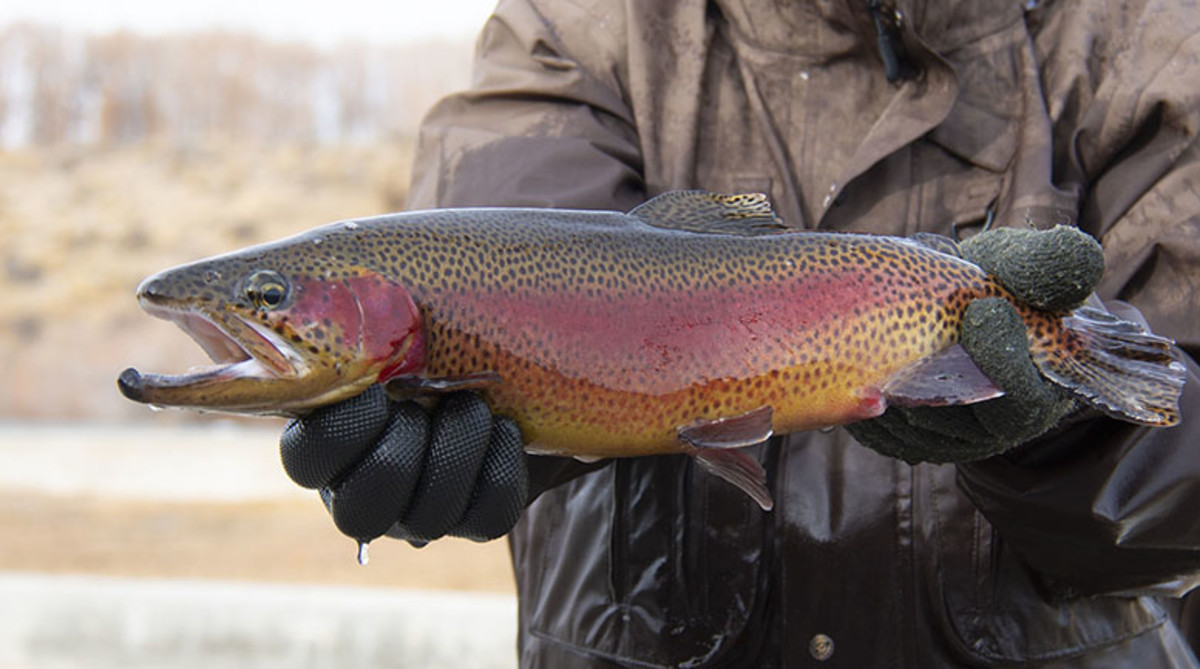 Trout Species in Colorado - HubPages