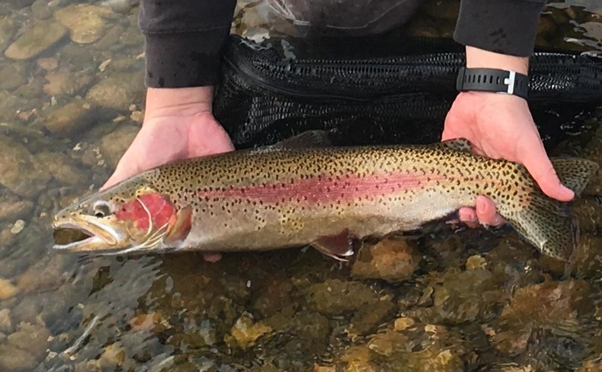 Trout Species in Colorado - HubPages