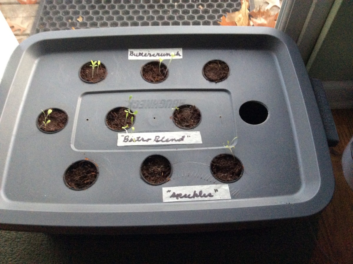How to Create Your Own Indoor Food Garden Using Hydroponics - HubPages