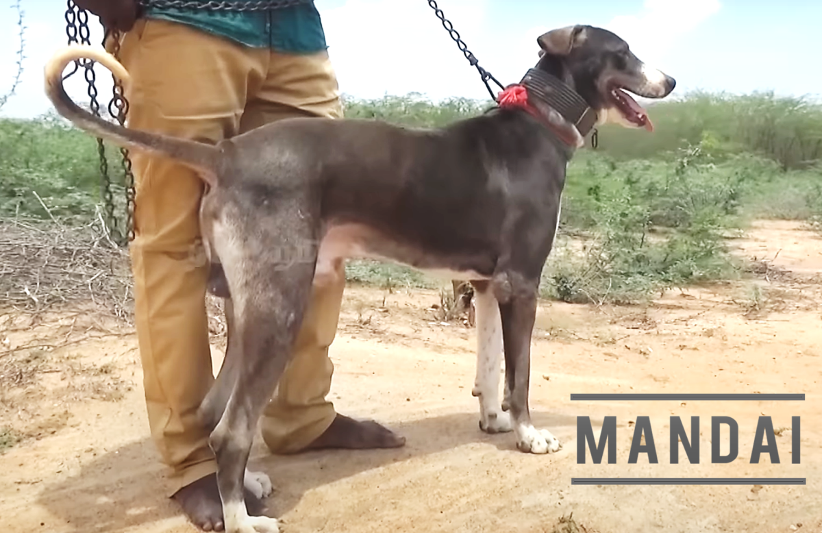 Combai vs Mandai (Ramnad Combai): Which Breed is Right for You - HubPages