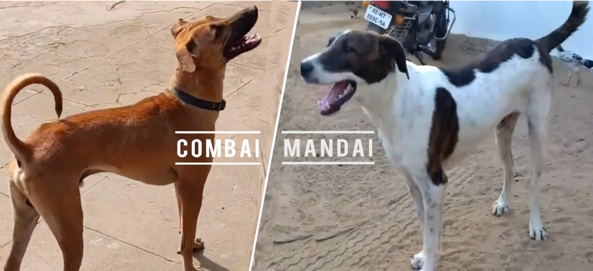 Combai vs Mandai (Ramnad Combai): Which Breed is Right for You - HubPages