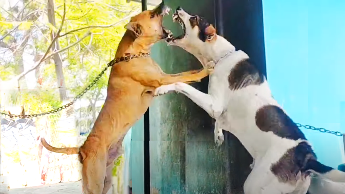 Combai vs Mandai (Ramnad Combai): Which Breed is Right for You - HubPages