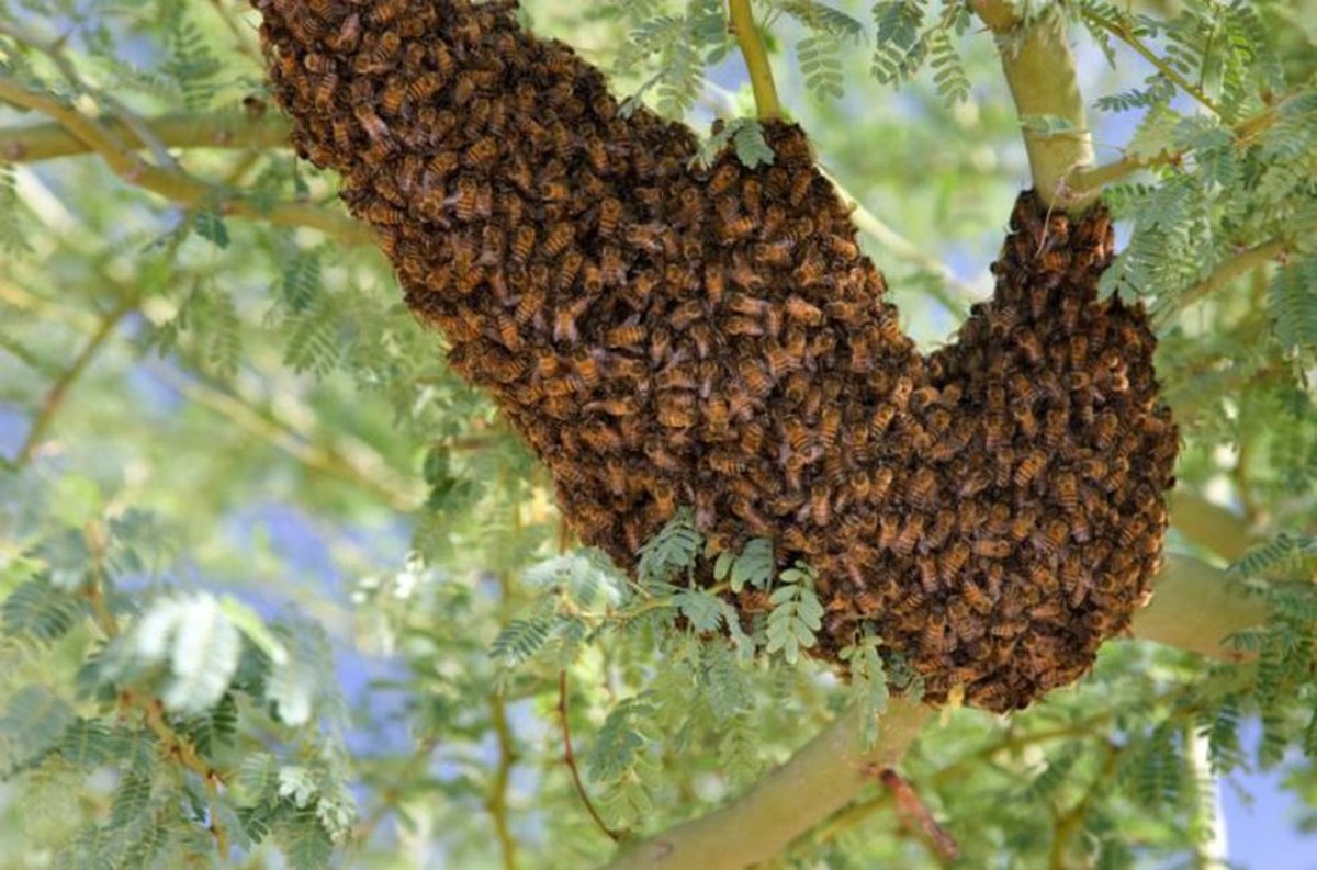 Gone Horribly Right: The History of the Africanized Honey Bee - HubPages
