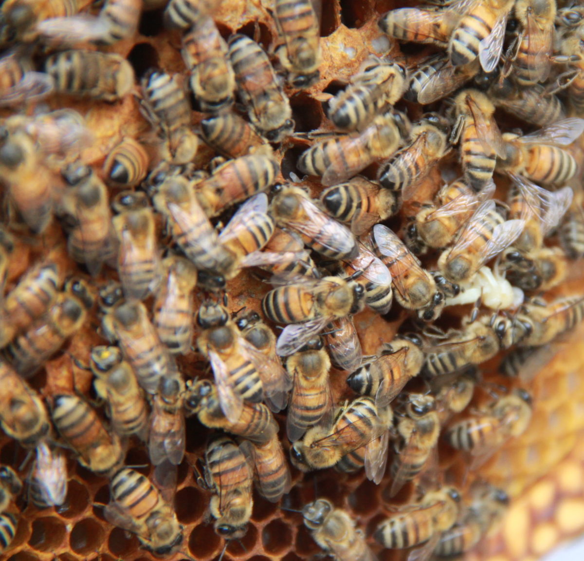 Gone Horribly Right: The History of the Africanized Honey Bee - HubPages