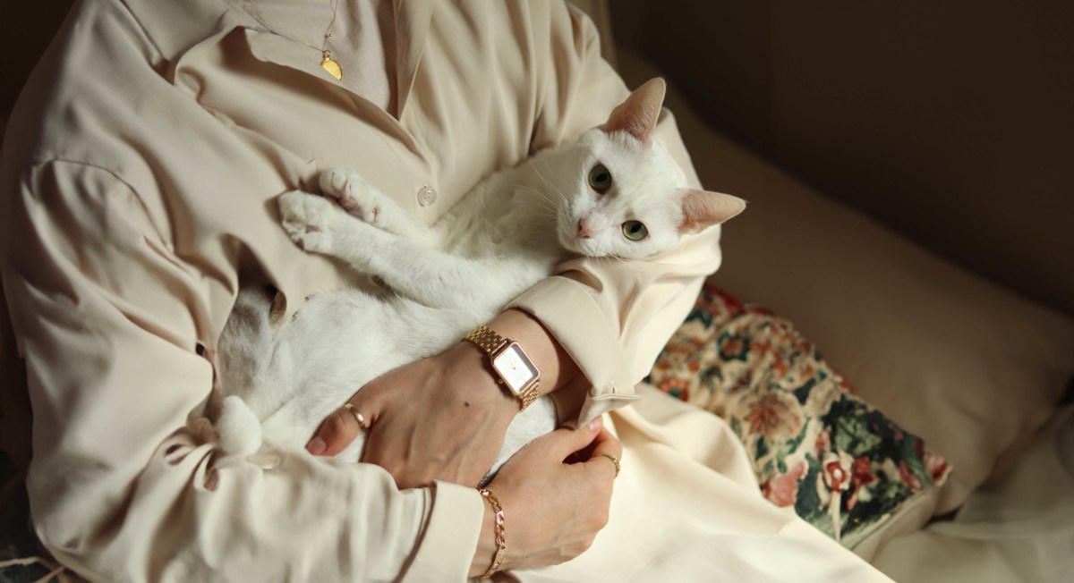 The Power of Feline Companionship: Oriental Shorthair and Siamese Cats ...