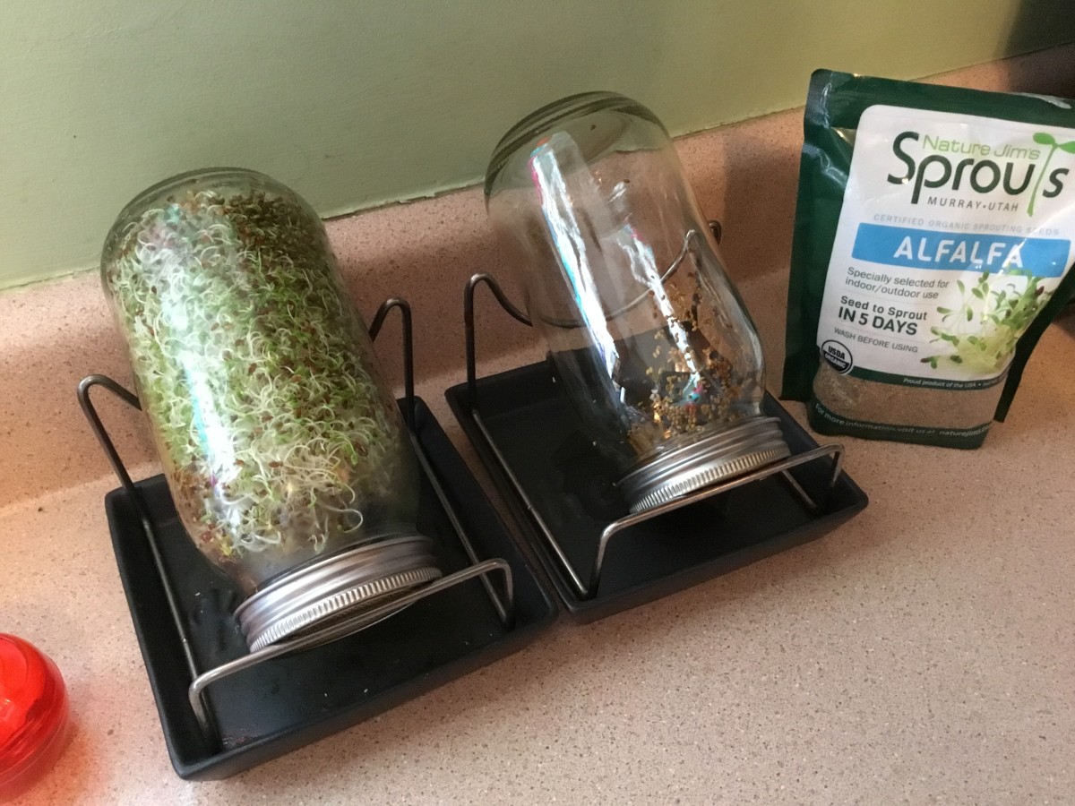 How To Sprout, The Easiest Way To Grow Your Own Food - HubPages