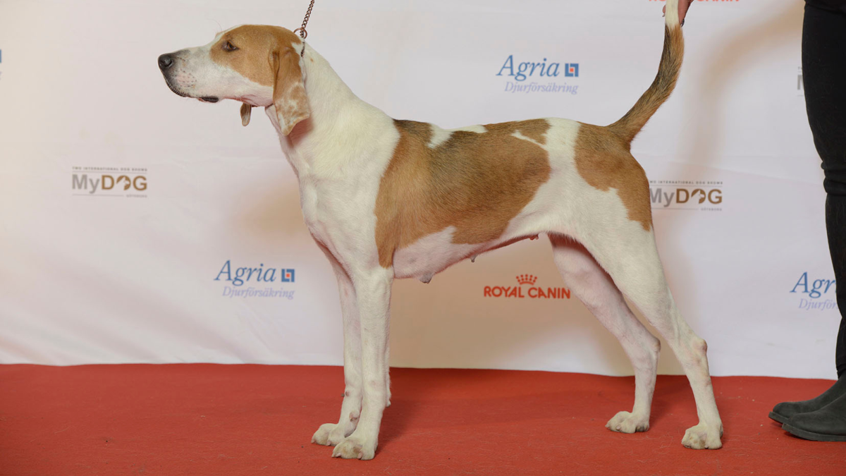 The American Foxhound: A Noble and Enduring Breed With a Rich History ...