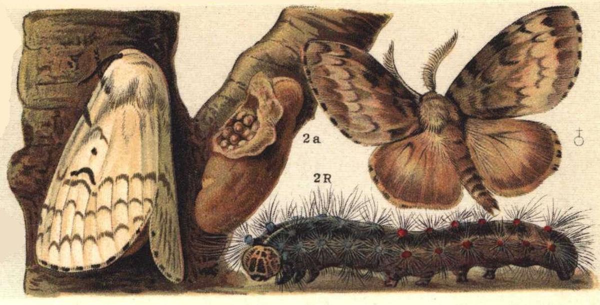 Control Gypsy Moths - HubPages