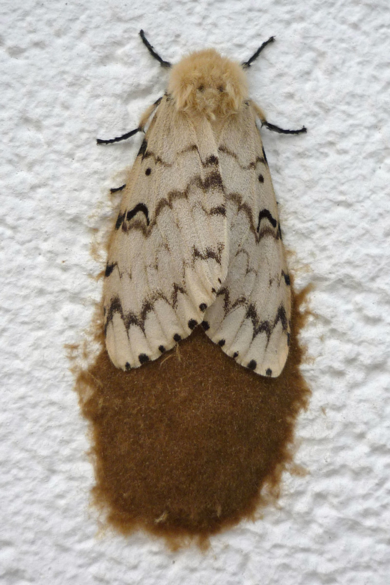 Control Gypsy Moths - HubPages