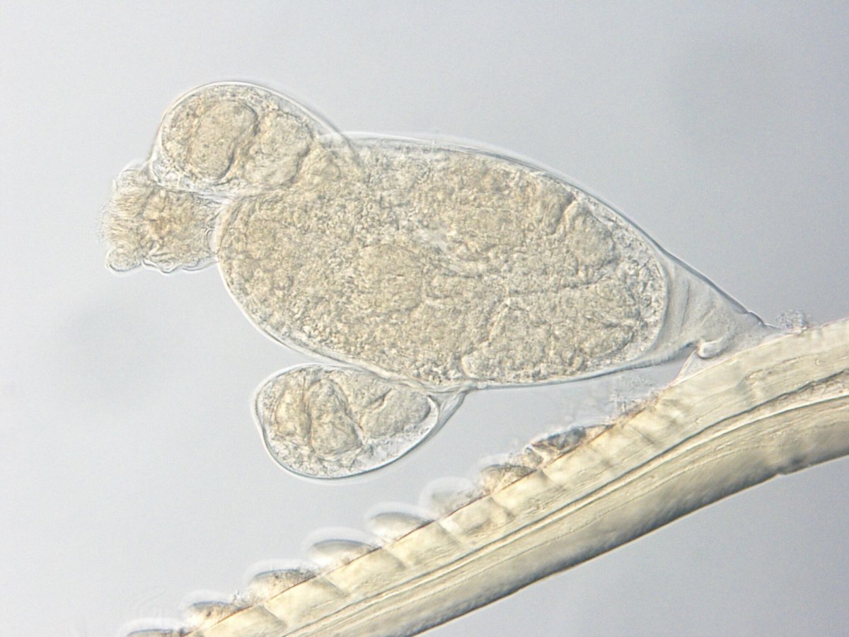 Top 5 Animal Phyla With the Least Number of Species - HubPages