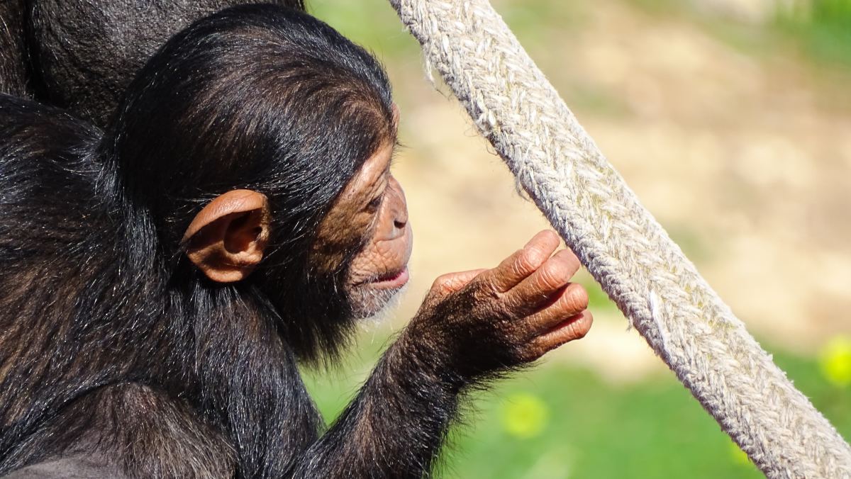 DIY Mechanic and His Chimpanzee Partner Conquer Car Repairs and the ...