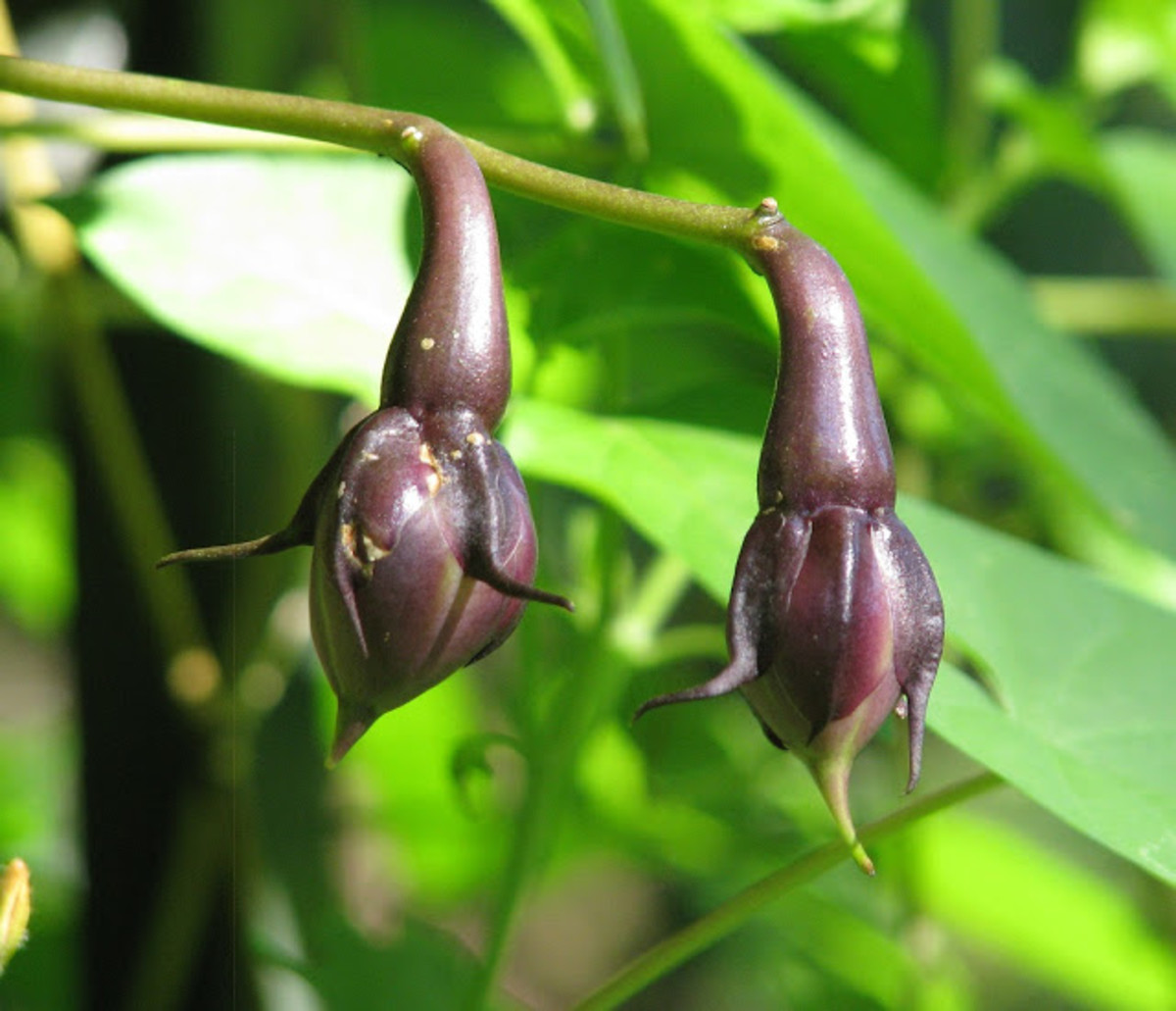 My Halloween Garden - HubPages