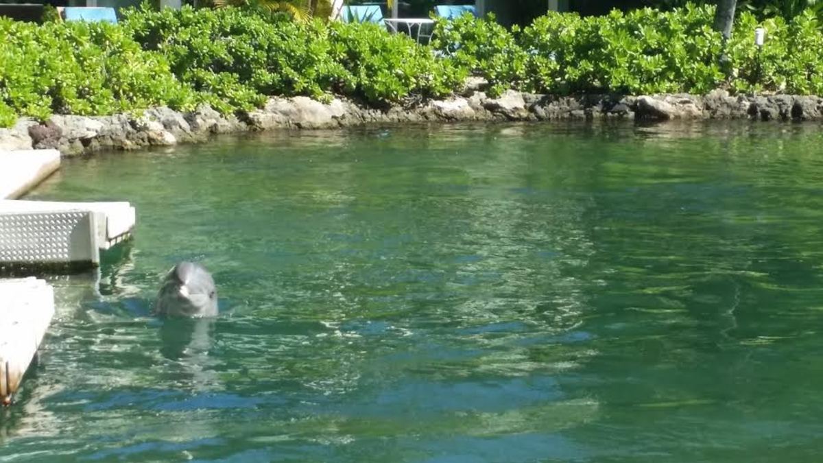 Dolphin Quest at the Kahala Hotel and Resort: Things to Do on Oahu ...