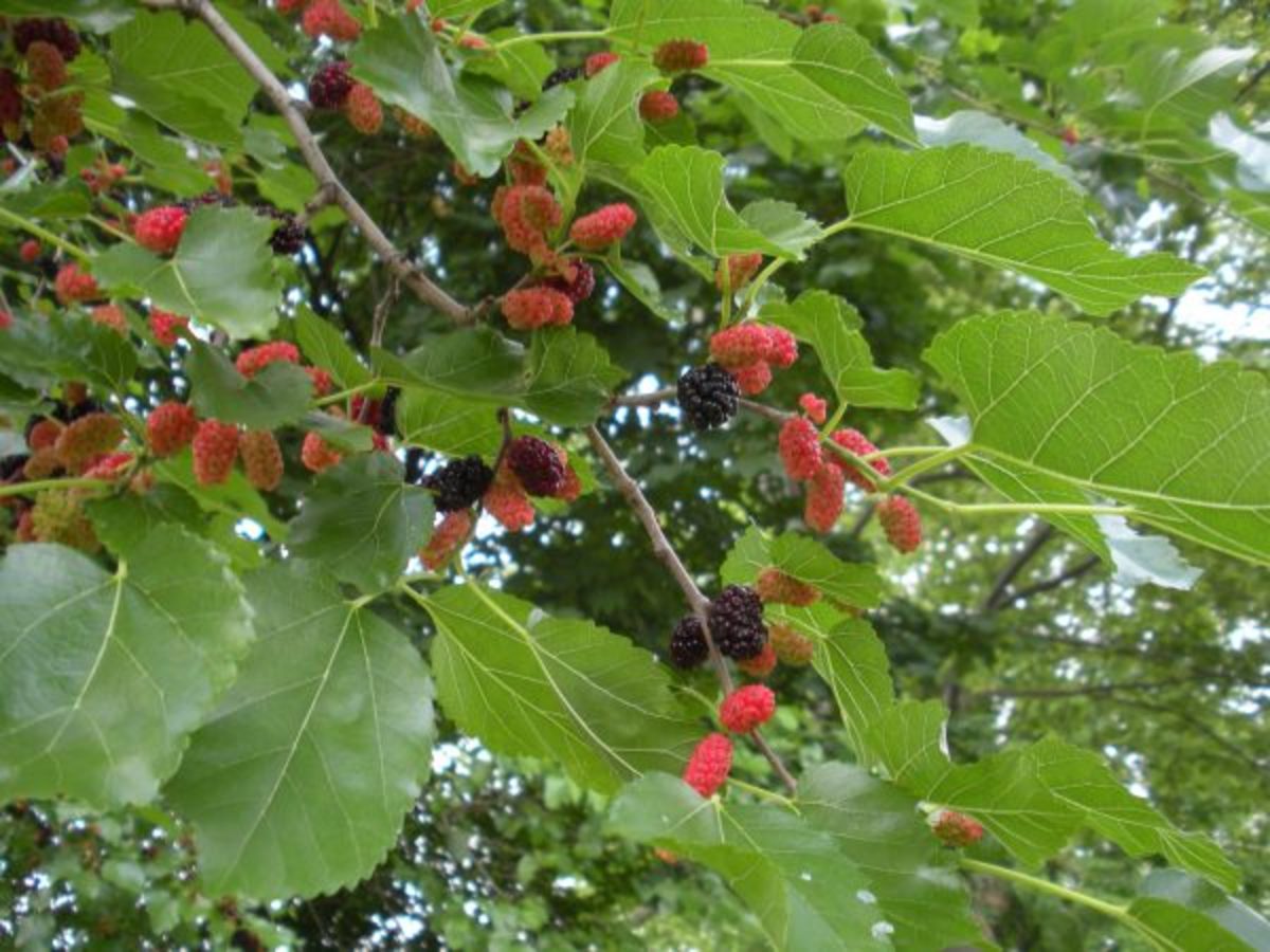 Choosing Native Plants for Ohio Lawns and Landscapes - HubPages